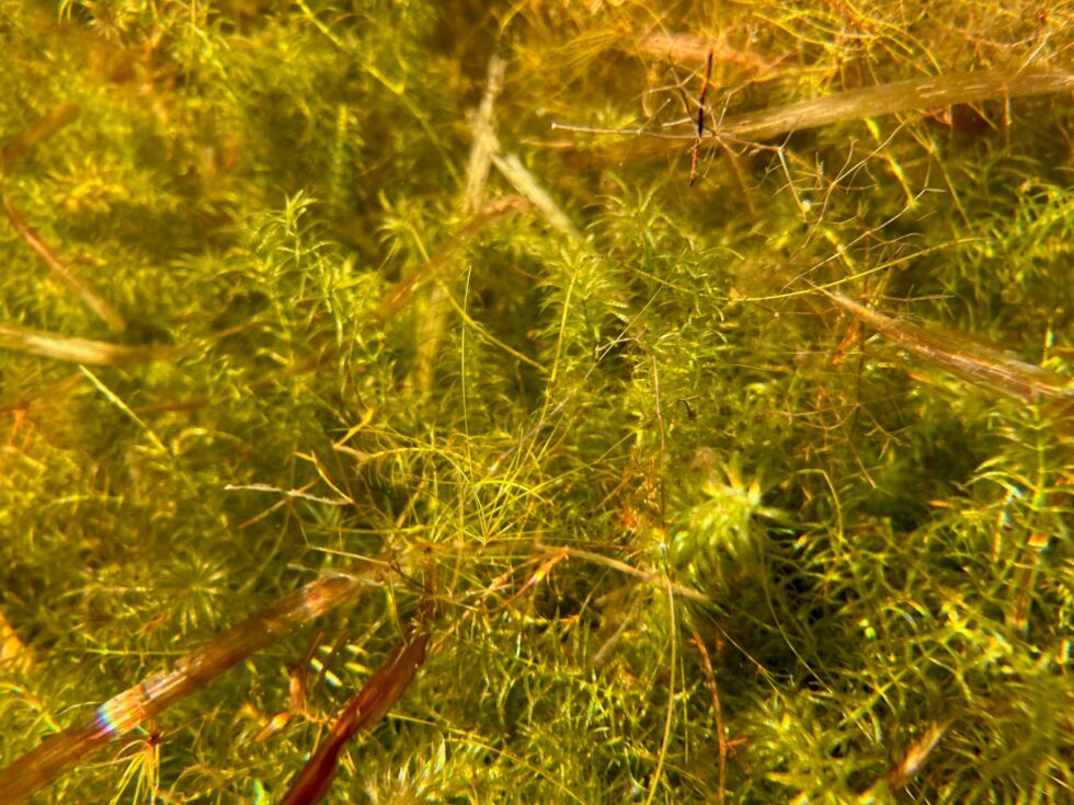 Hydrilla Invades Indian Lake • The Fish Wrap Writer, Rhode Island